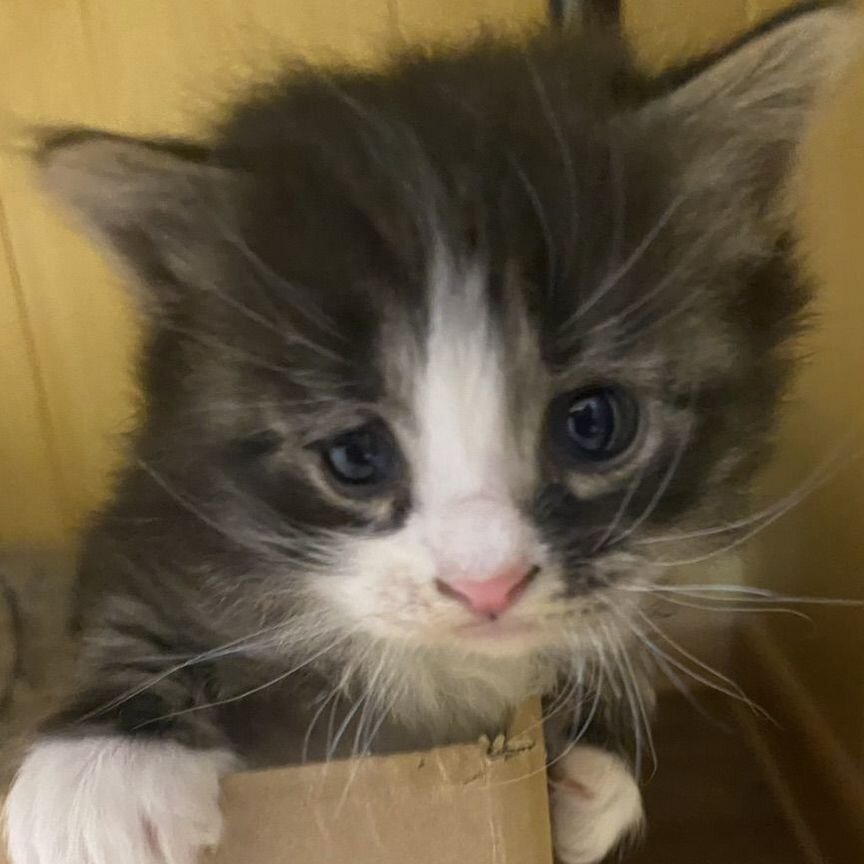 Котёнок в добрые руки