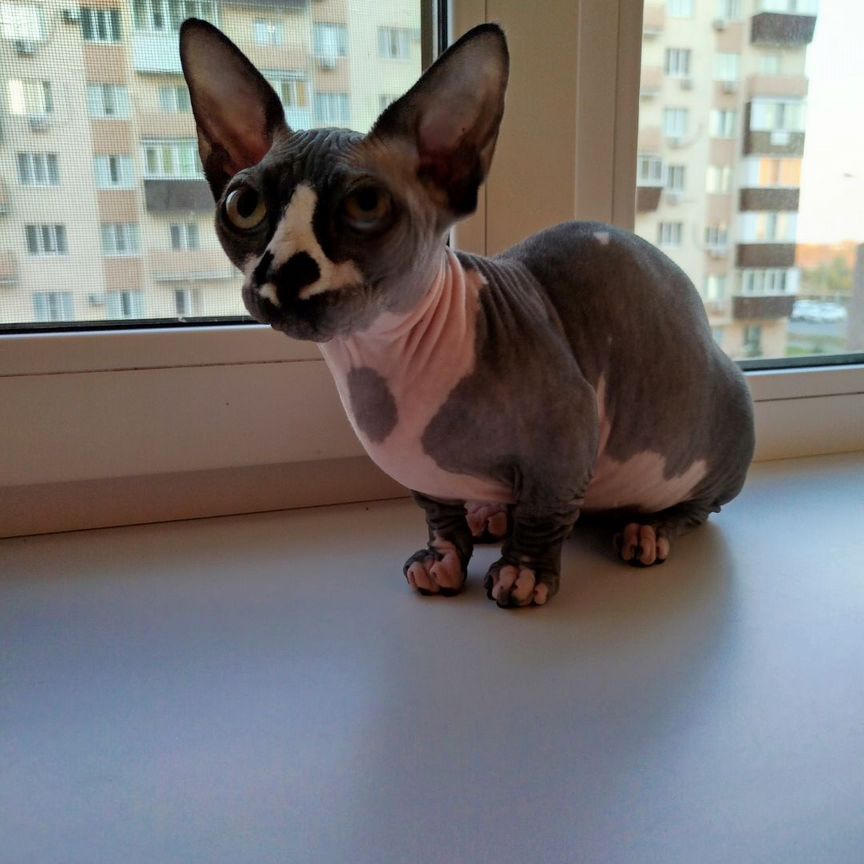 Канадский сфинкс котенок бамбино