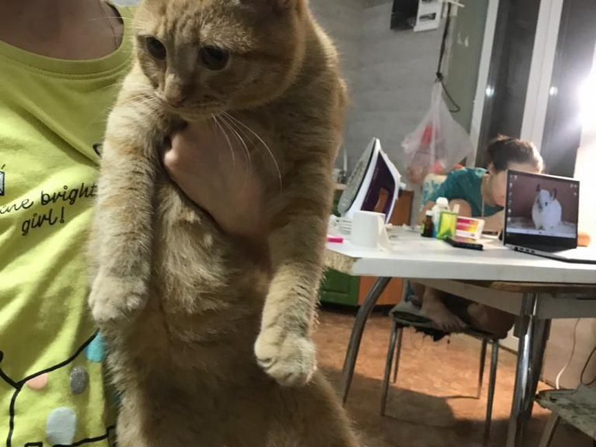 Катёнак в добрые руки