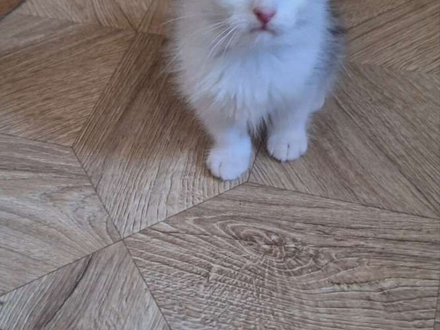 Котята в добрые руки мальчик и девочка