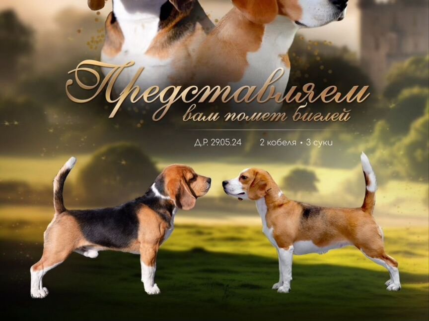 Собаки щенки бигль