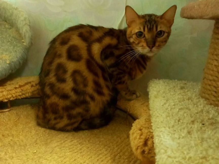 Бенгальская кошка
