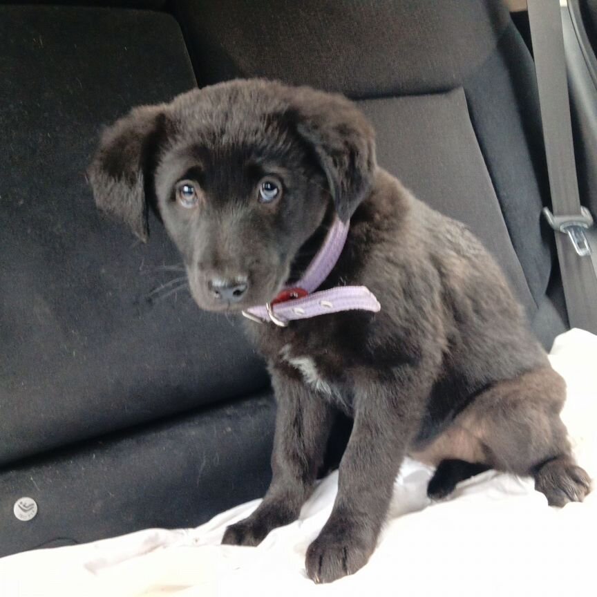 Милый щенок, привезу к вам