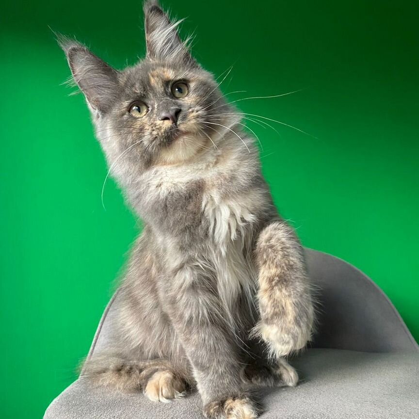 Мейн-кун девочка, 4 месяца