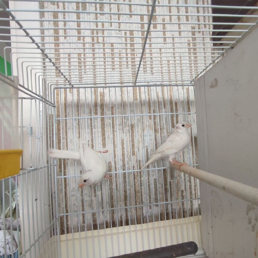 Кенара и канарейки