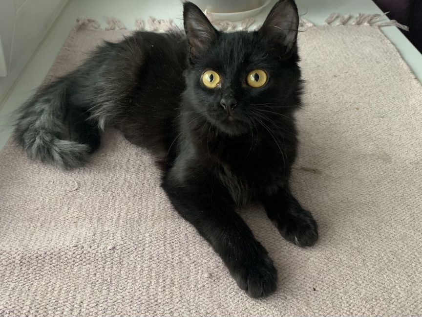 Котенок Фрея