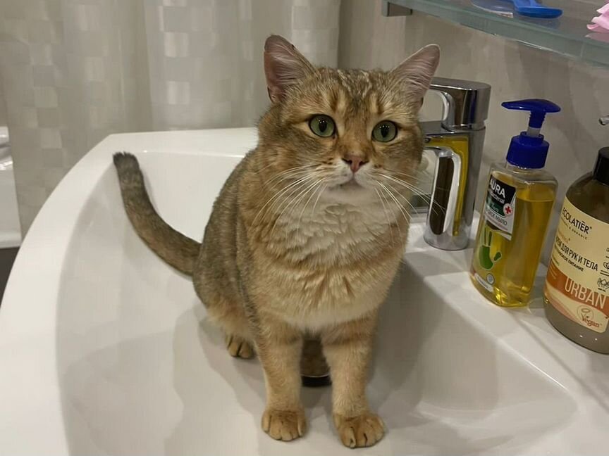 Золотистый британец в добрые руки