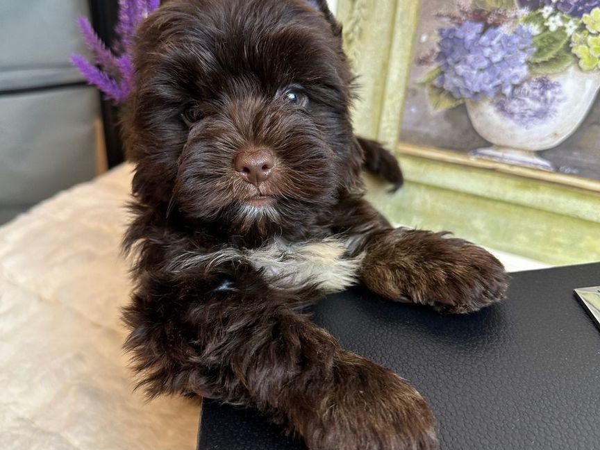 Шоколадный красавчик Микки