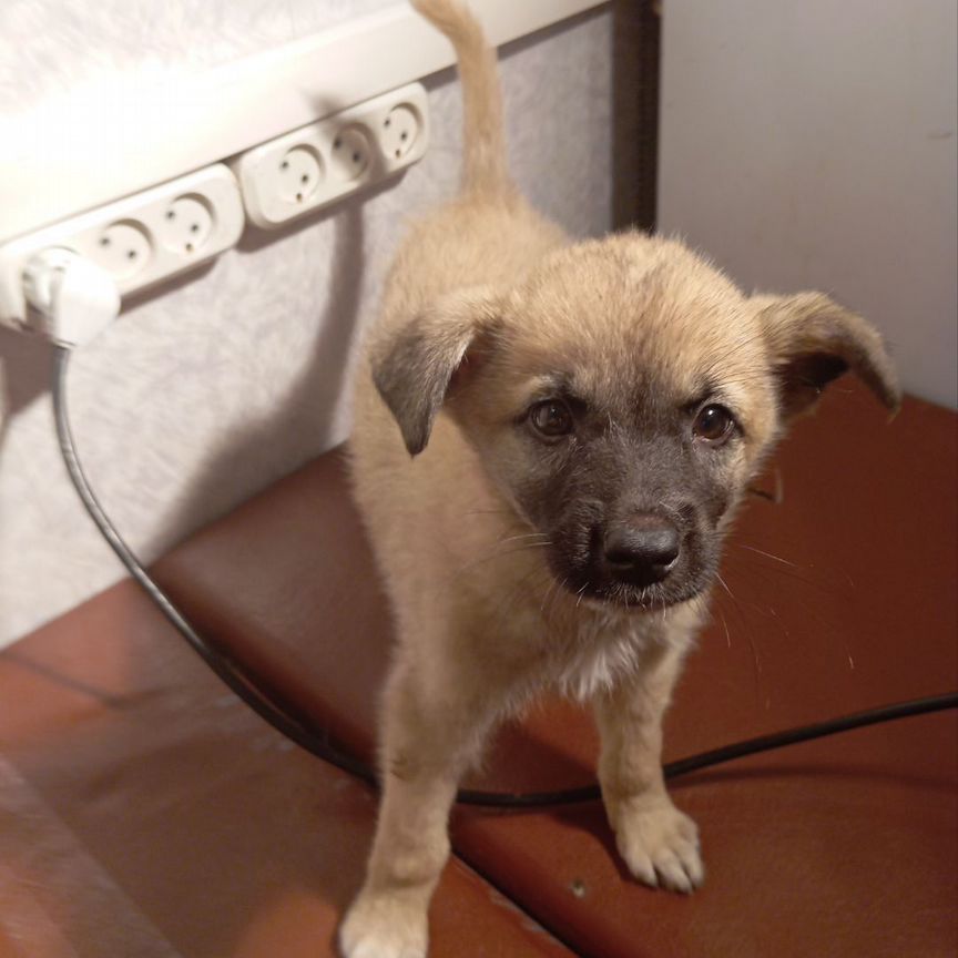 Щенок в добрые руки