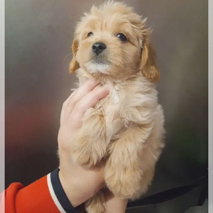 Мальтипу, щенок