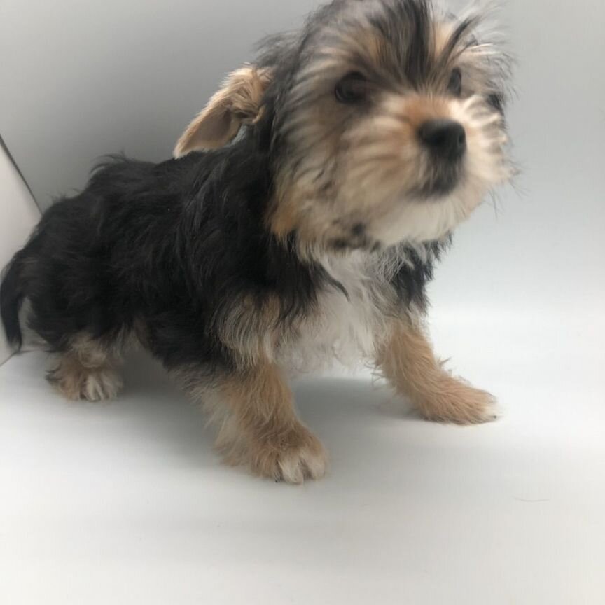 Йоркширский терьер мальчик