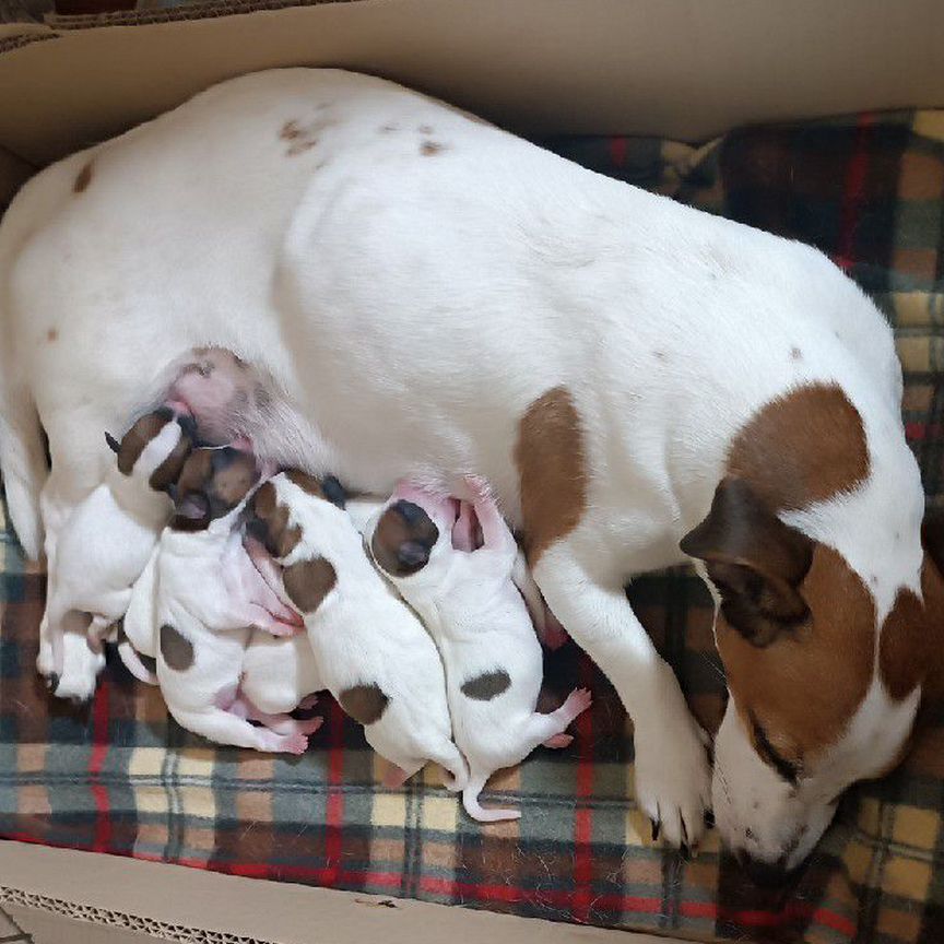 Щенки Джек Рассела