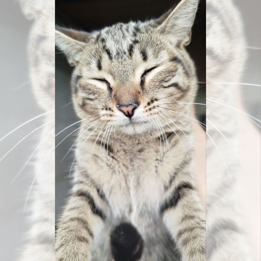 Отдам котенка
