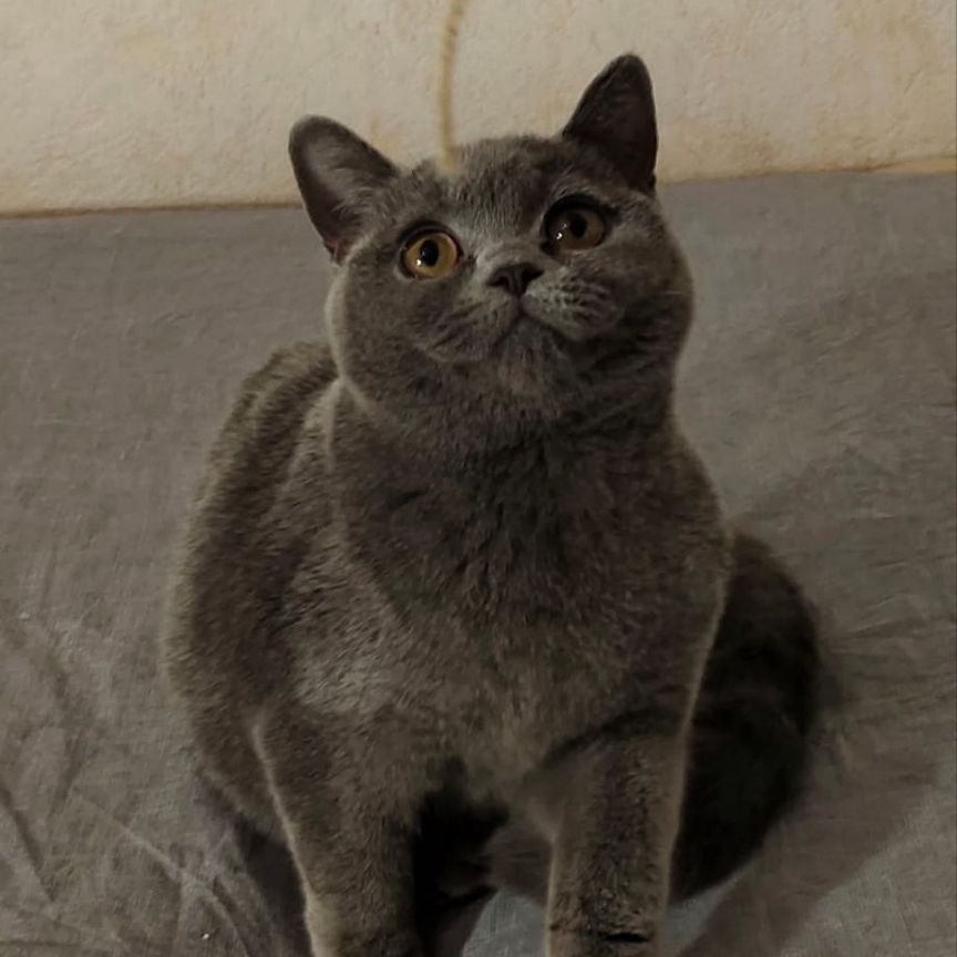 Британские котята
