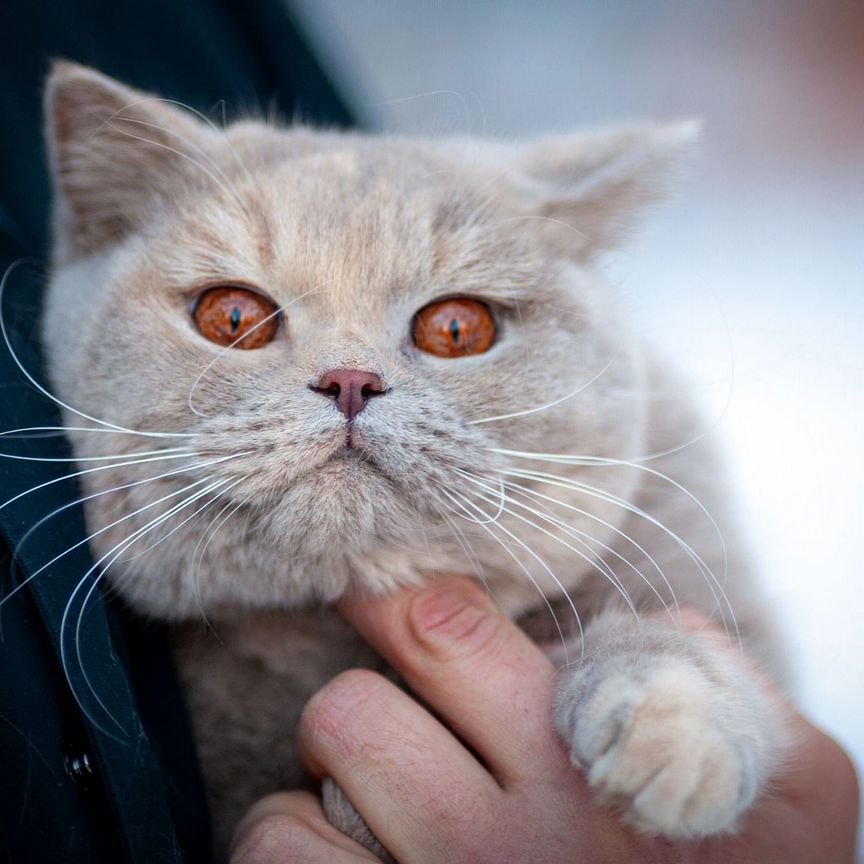 Кошка в разведение