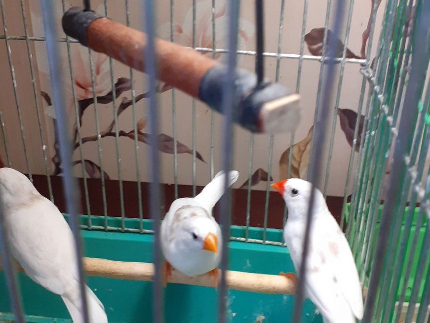 Амадины