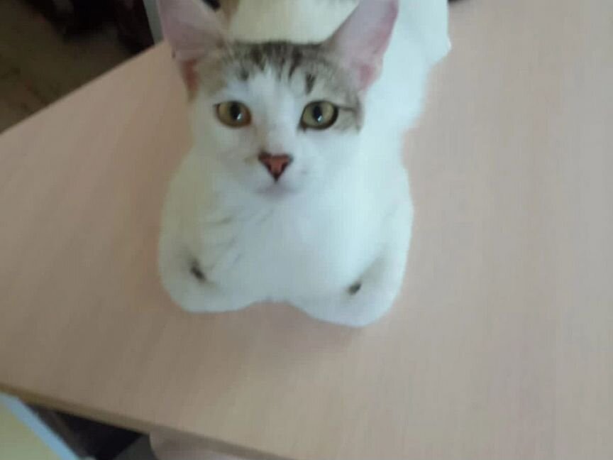 Кошка в добрые руки