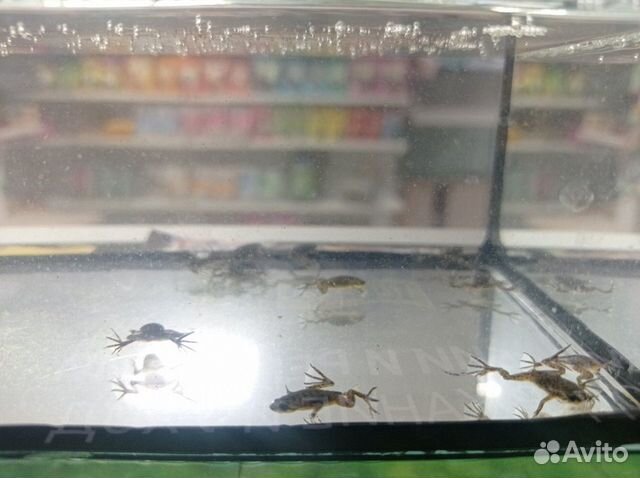 Аквариумная лягушка гименохирус