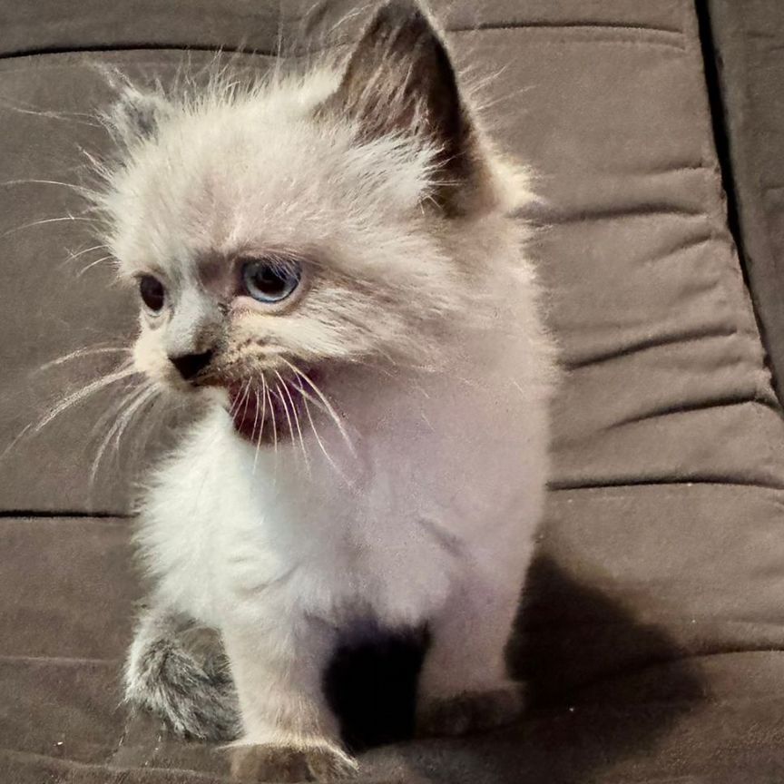 Котята шктланские веслоухие 1.5 месяца