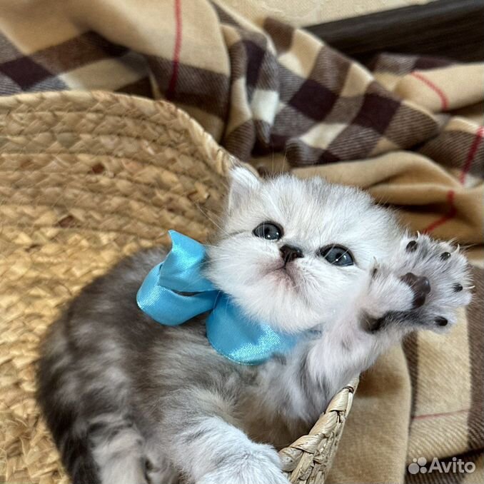 Котята персидской шиншиллы