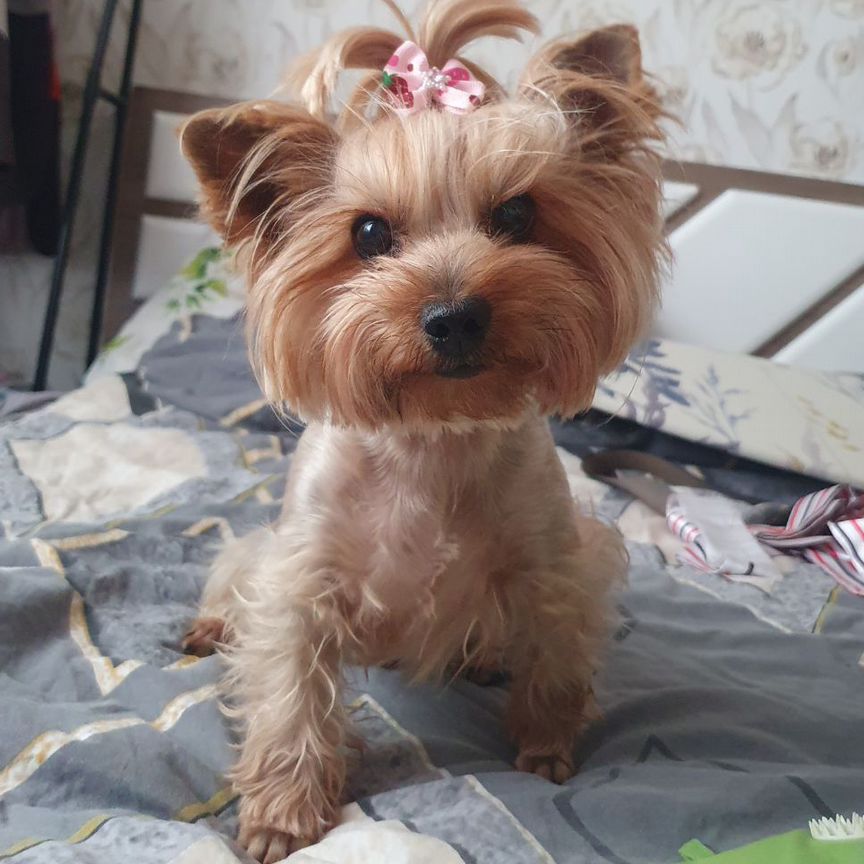 Йоркширский терьер, взрослая собака