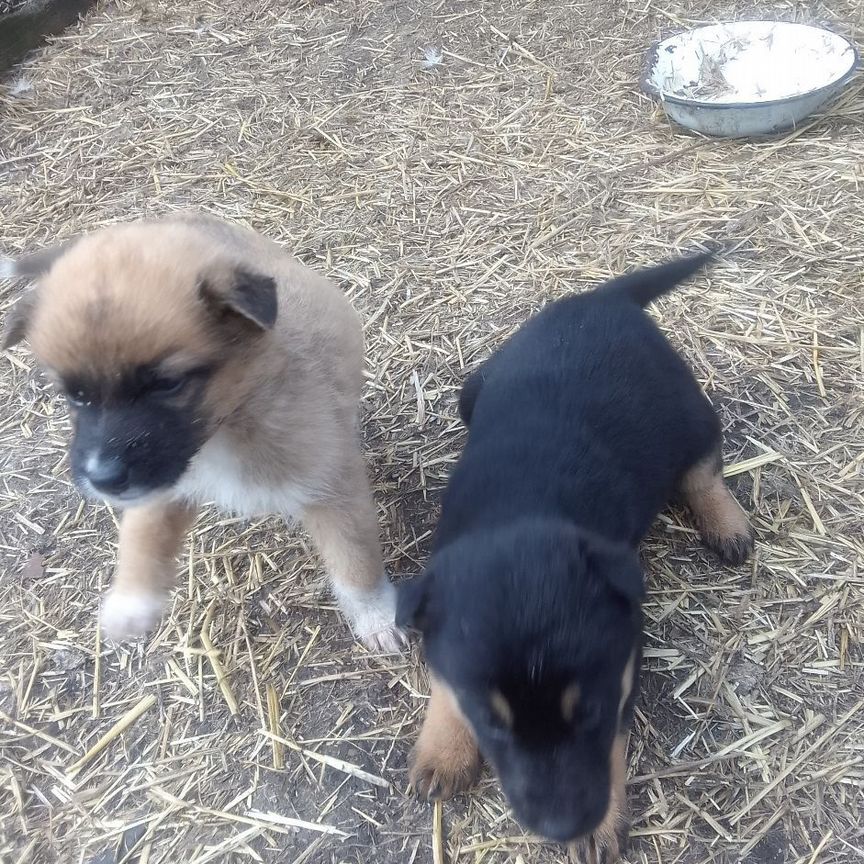 Щенок в добрые руки