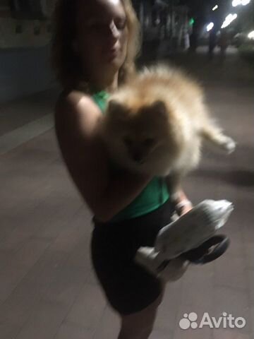 Найдена собака шпиц