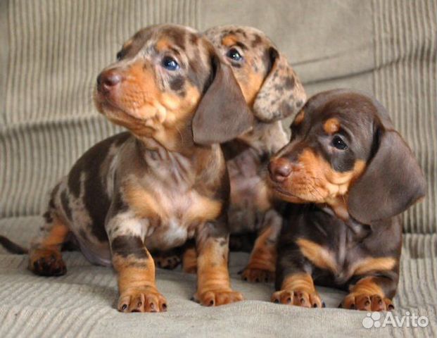 Таксы кроличьи