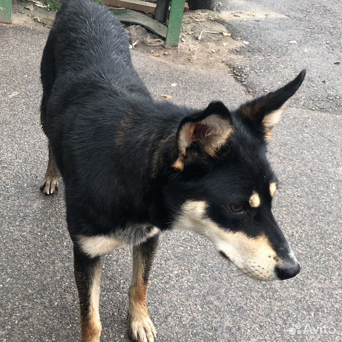 Щенок мини доберман