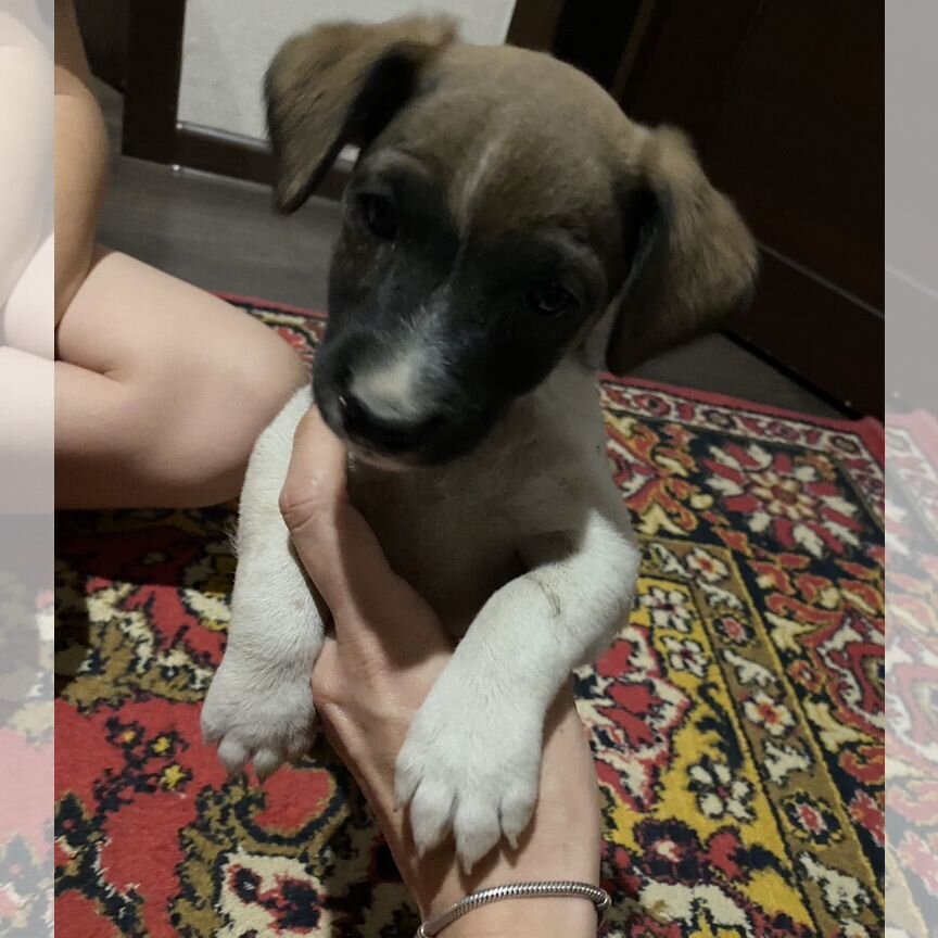 Продам щенят