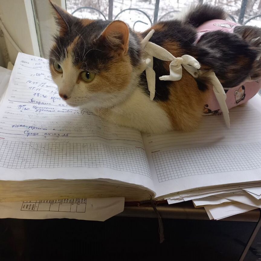 Кошка в дар бесплатно