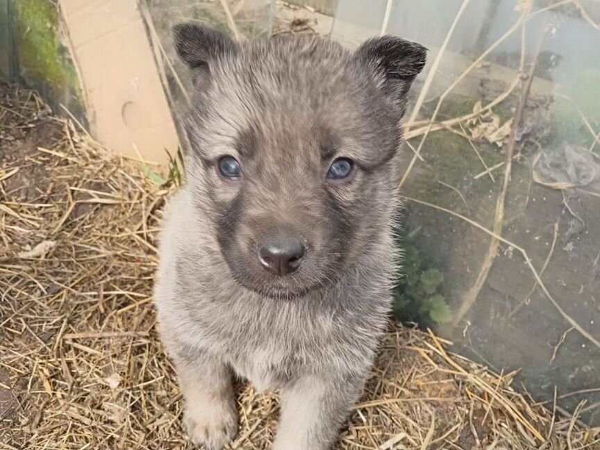 Щенки-сиротки пропадают на улице
