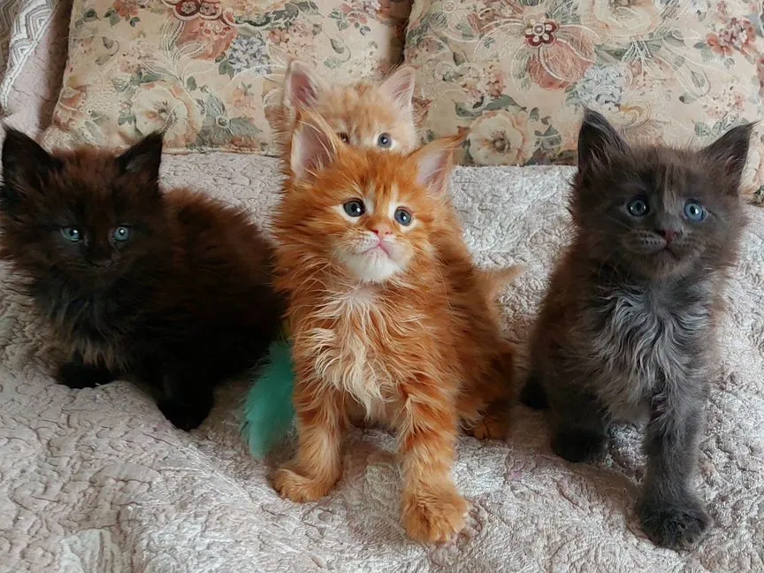 Весенние котята мейнкун