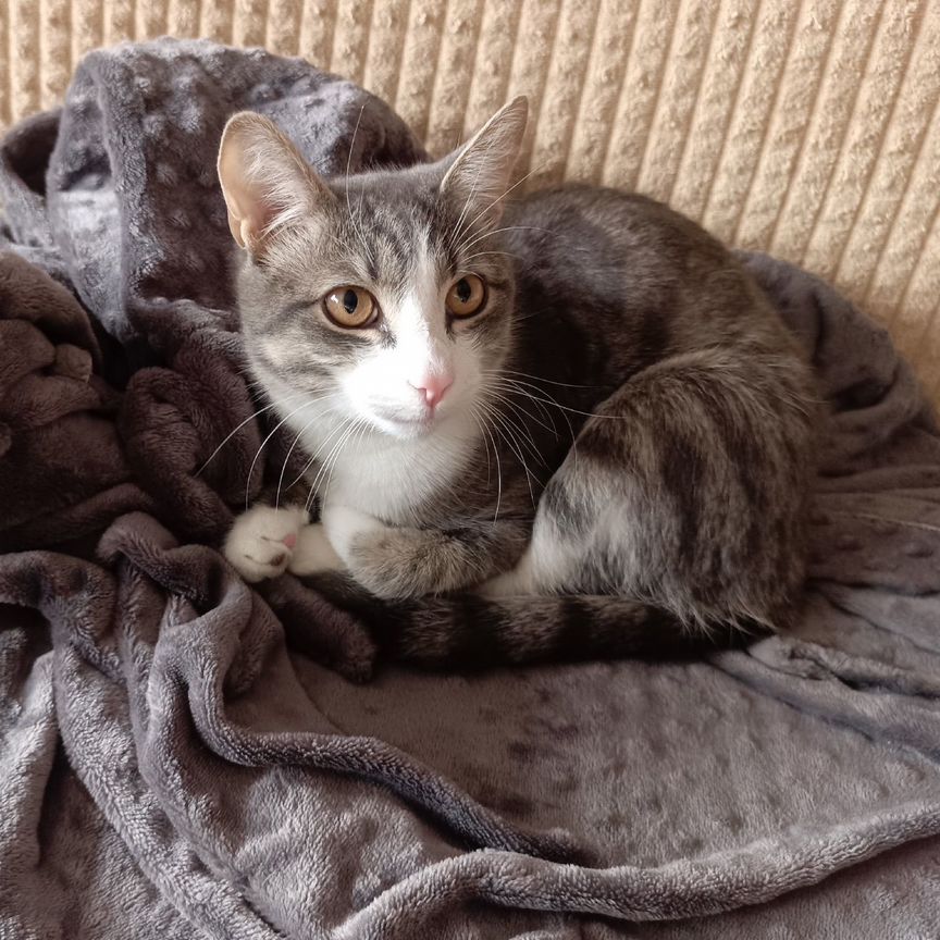 Котёнок в добрые руки