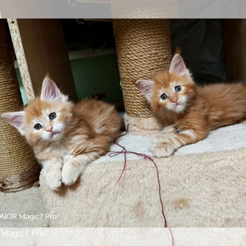 Мейн-кун котёнок