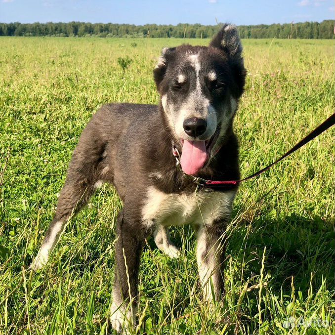 Щенок мальчик Барон 4,5 мес ищет дом