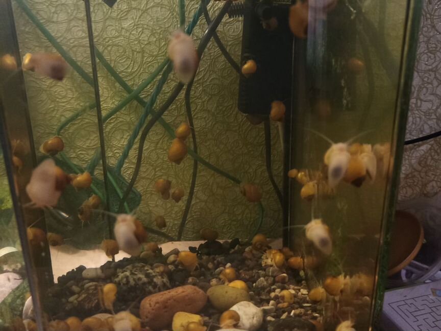 Улитки ампулярии