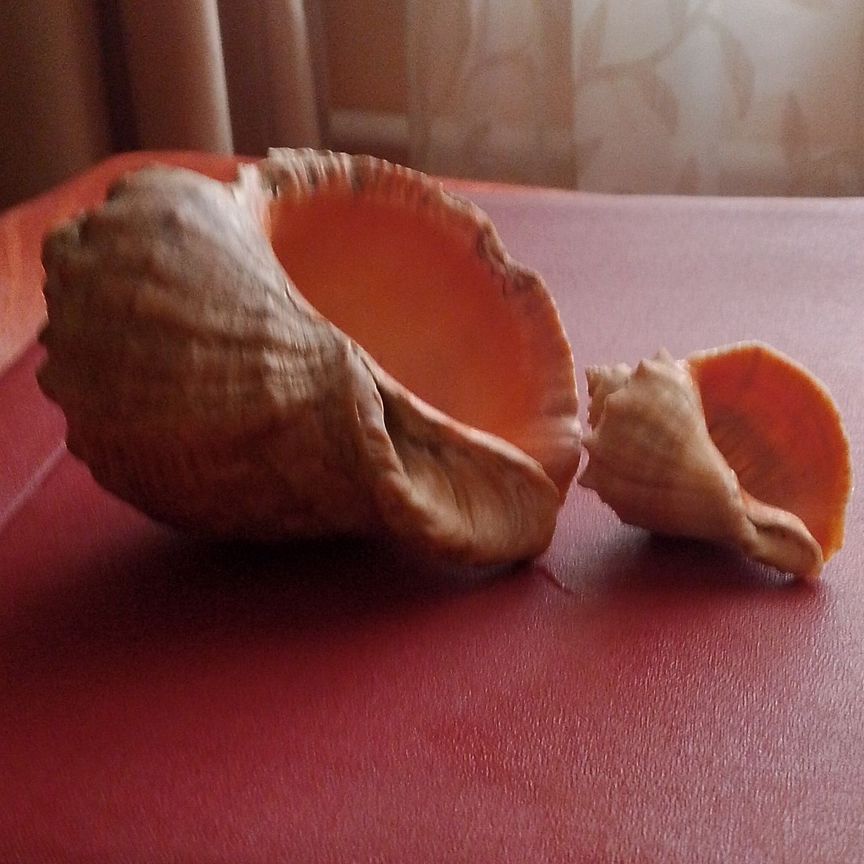 2морские ракушки