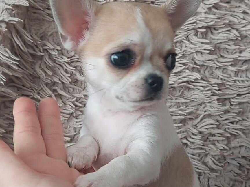 Очаровательная девочка Чихуахуа