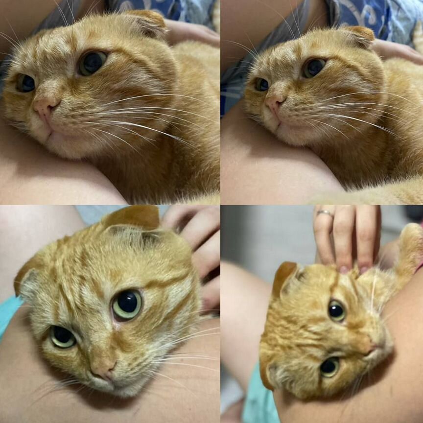 Котики бесплатно в добрые руки