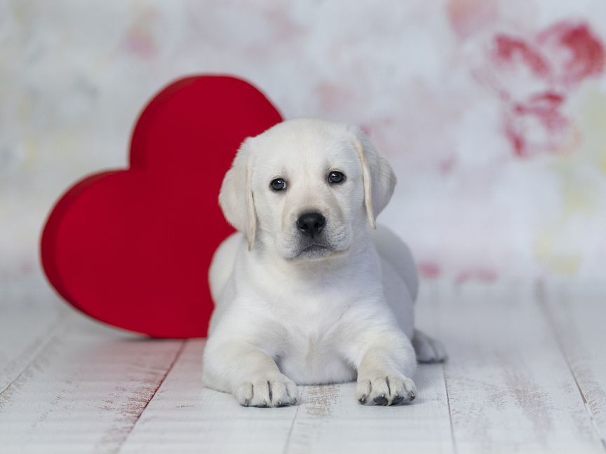 Щенок Лабрадора-Лучшая версия