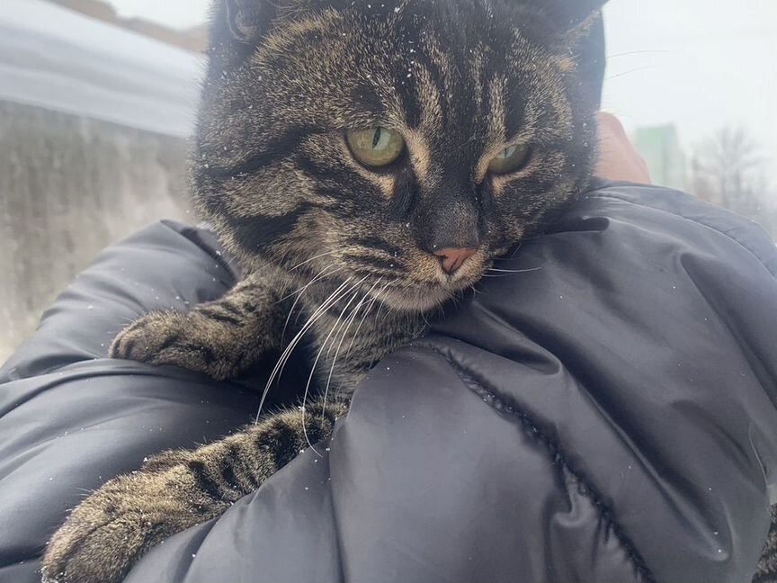 Нашли кота. Чей