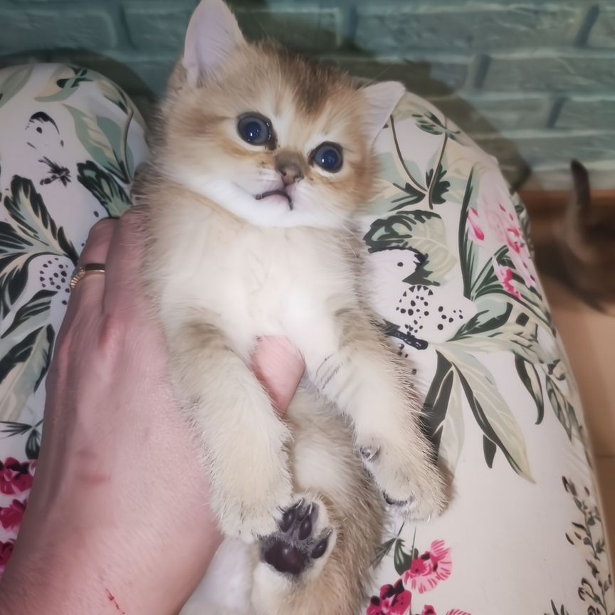 Шотландский прямоухий короткошёрстный котёнок