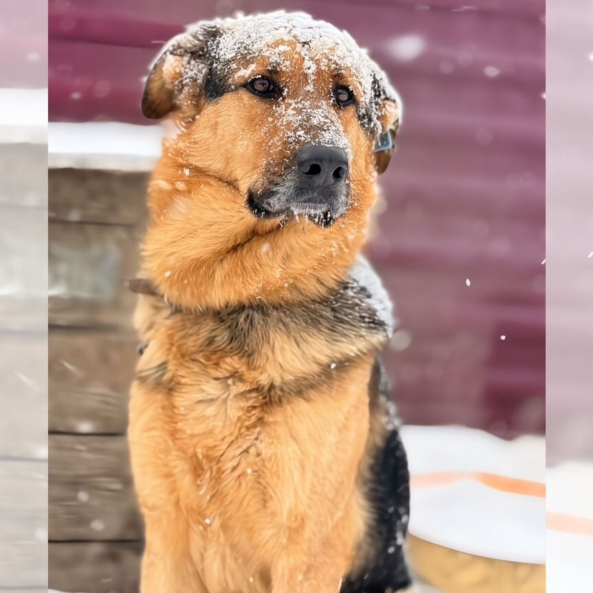 Взрослый пёс в добрые руки