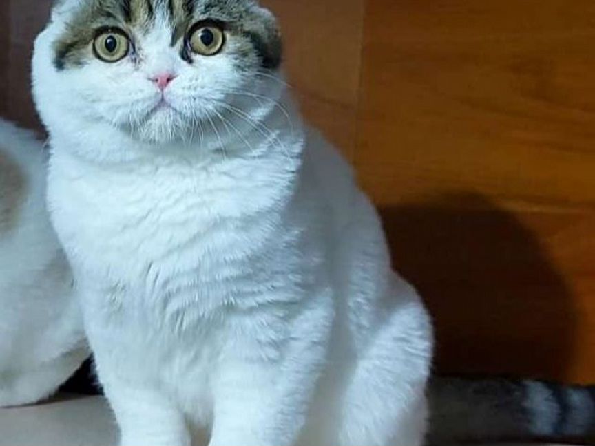 Котик скоттиш фолд