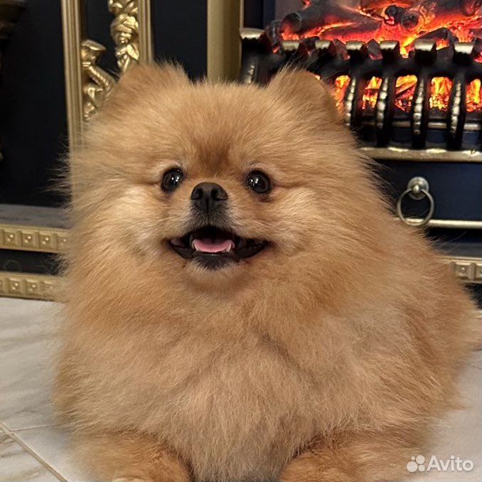 Померанский шпиц мини РКФ от чемпиона