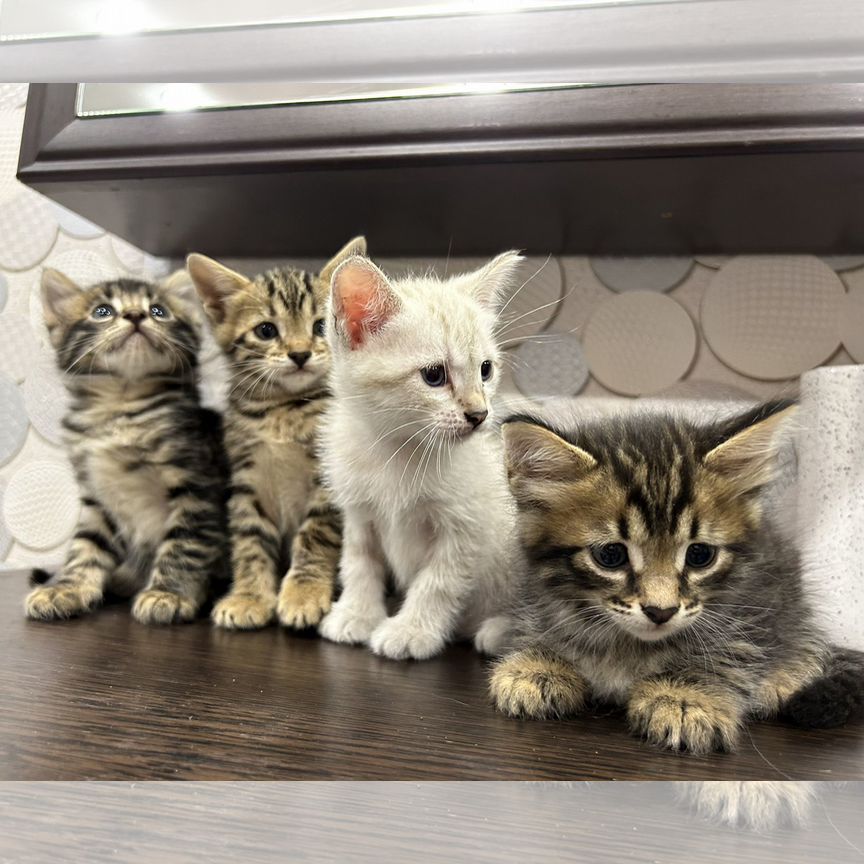 Котята тигрята