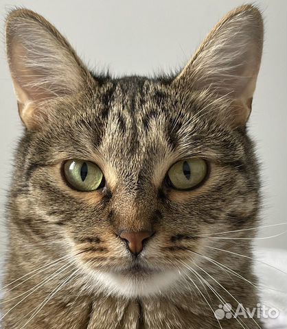 Кошка Бася