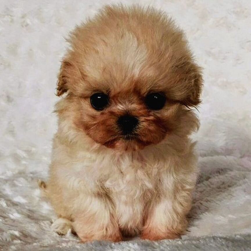 Крошки мальтипу