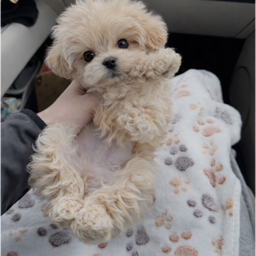 Мальтипу, щенок